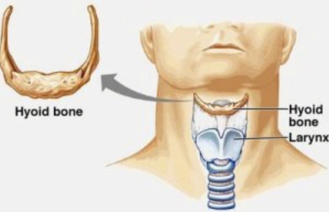 Human Hyoid Bone Is Connected