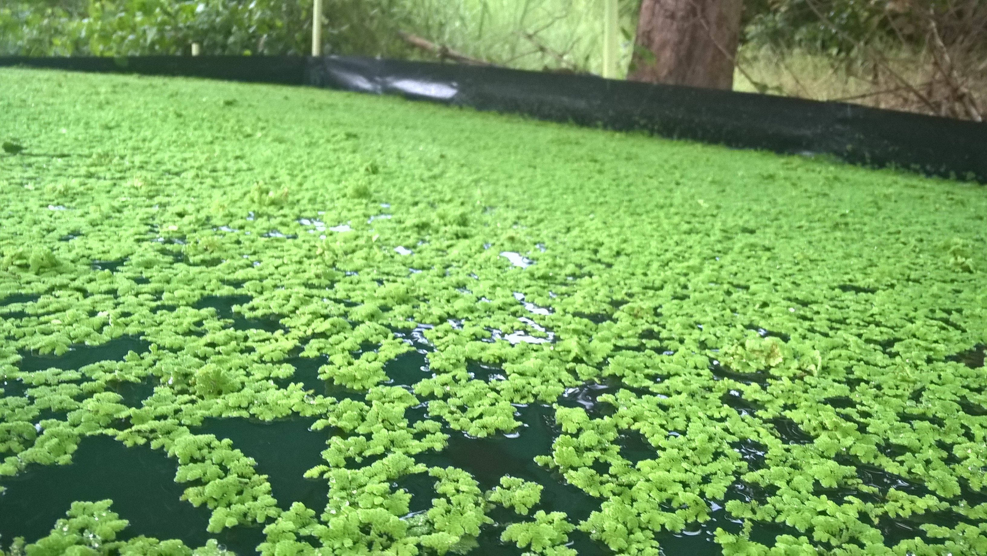 Andhra Pradesh Community Managed Natural Farming on Twitter: "Application of #Azolla helps in ...