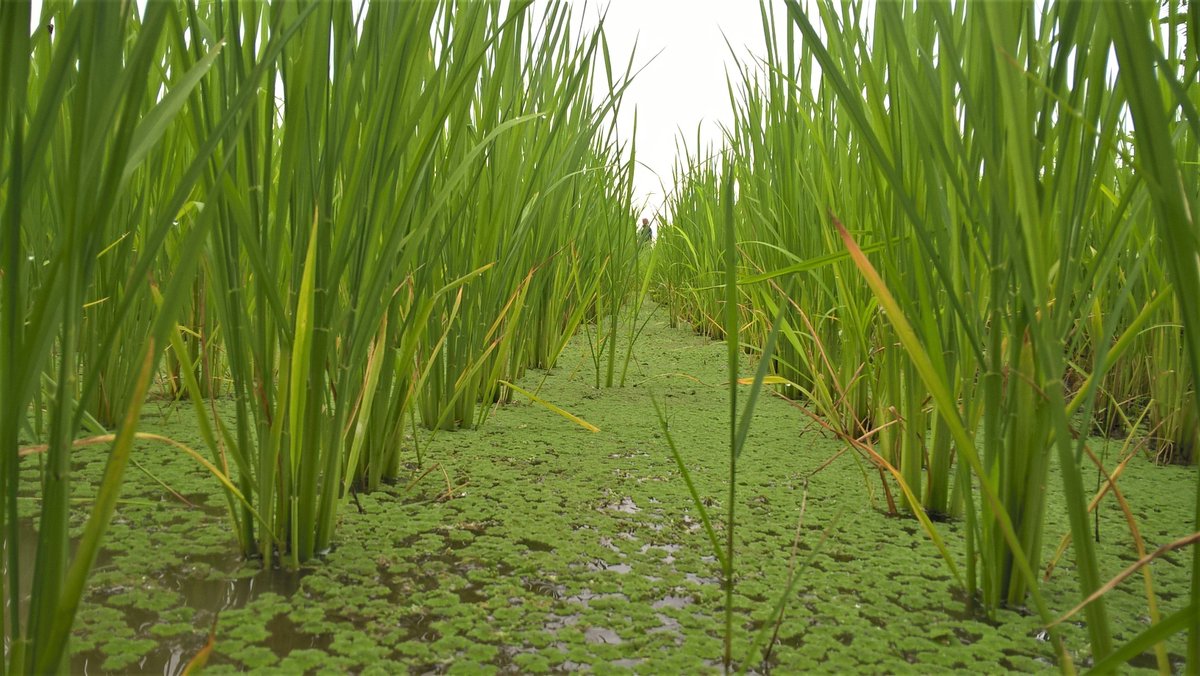 Azolla Rice