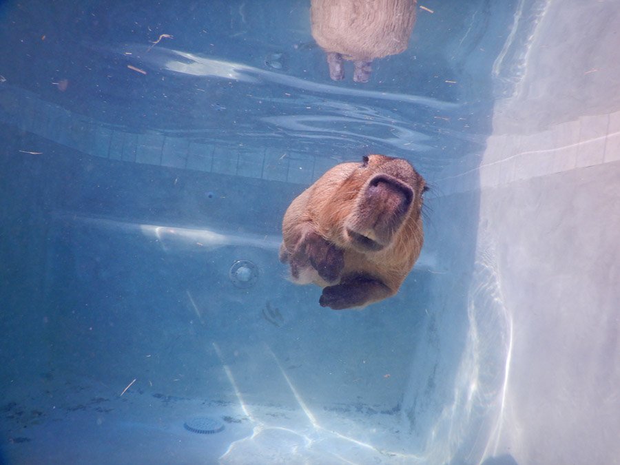 Capybara Swimming Pool