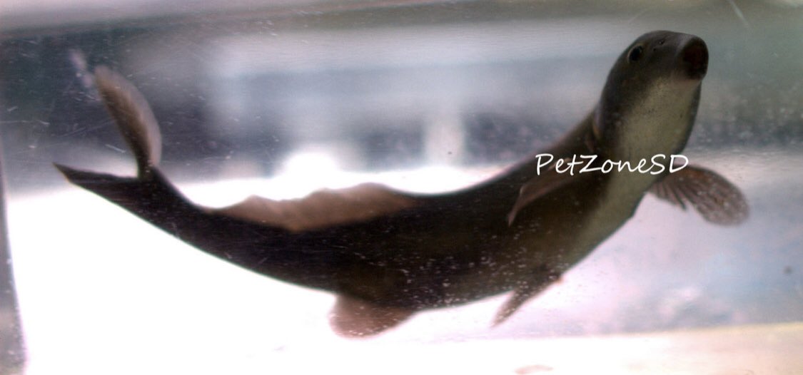 Freshwater Dolphin Fish