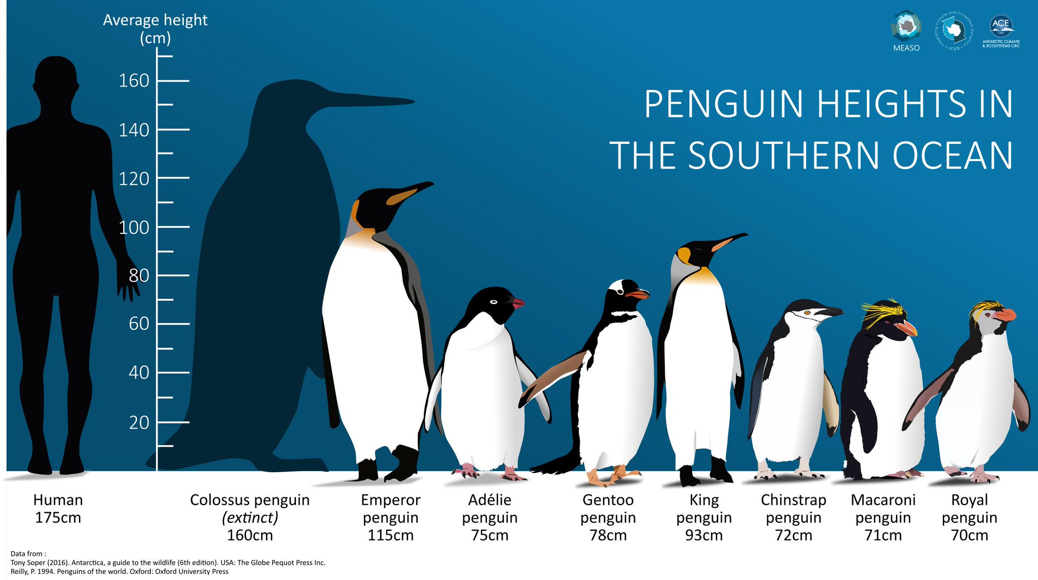 Penguin Growth Chart Exponential Growth And Decay Penguin Activity
