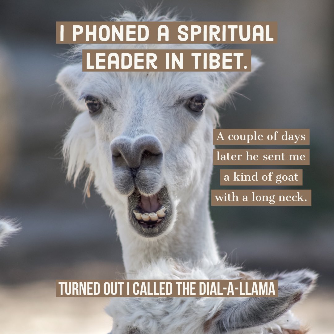 Funny Llama Jokes