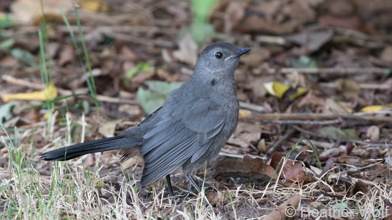 Juvenile Catbird