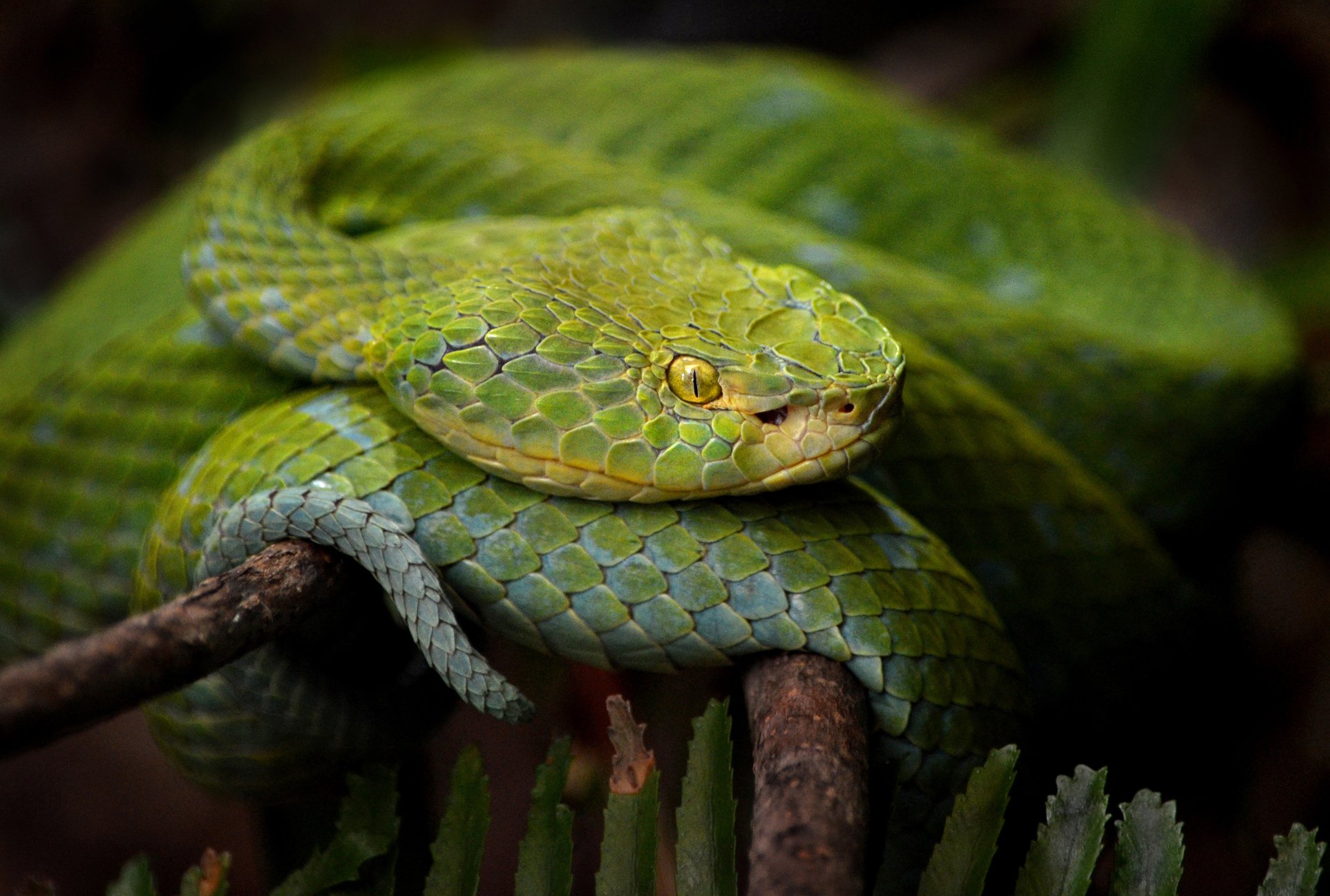 Pit Viper Head