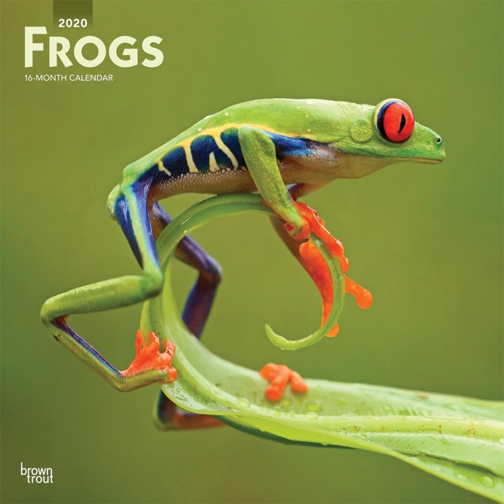 Red Eyed Tree Frog Jumping