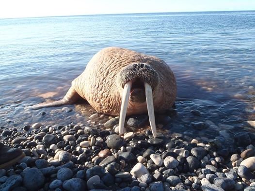 What Do Walruses Eat Polar Bears Enjoying Some Walrus Meat.