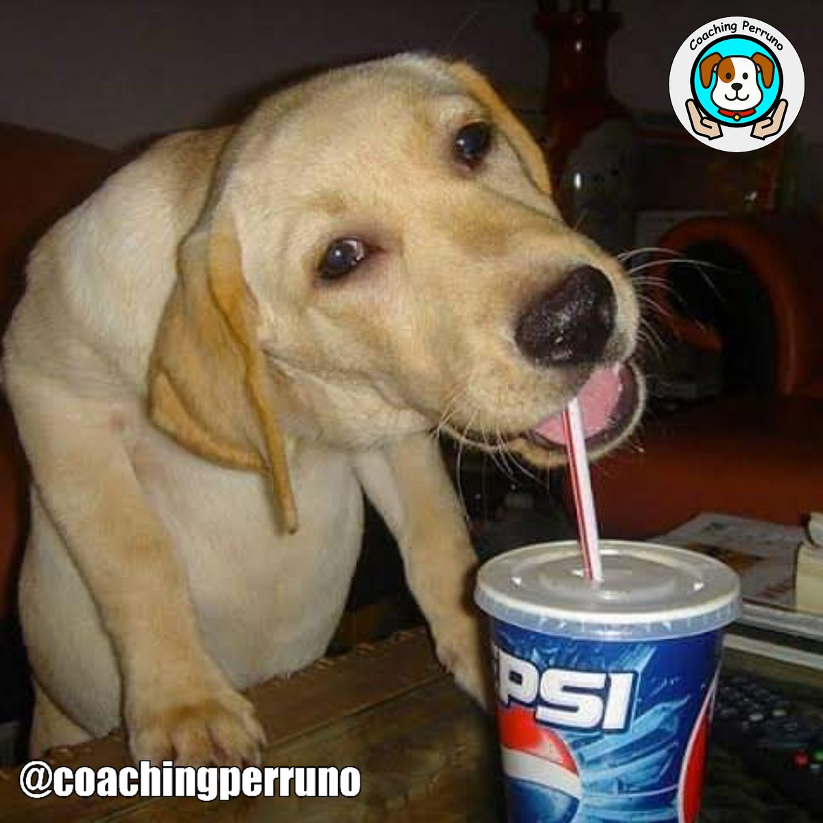 Que Pasa Si Los Perros Beben Coca Cola