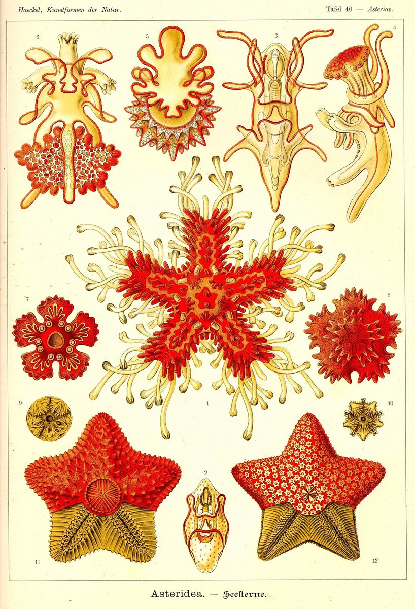 A thread written by @PulpLibrarian: "A few pieces now from Victorian ...
