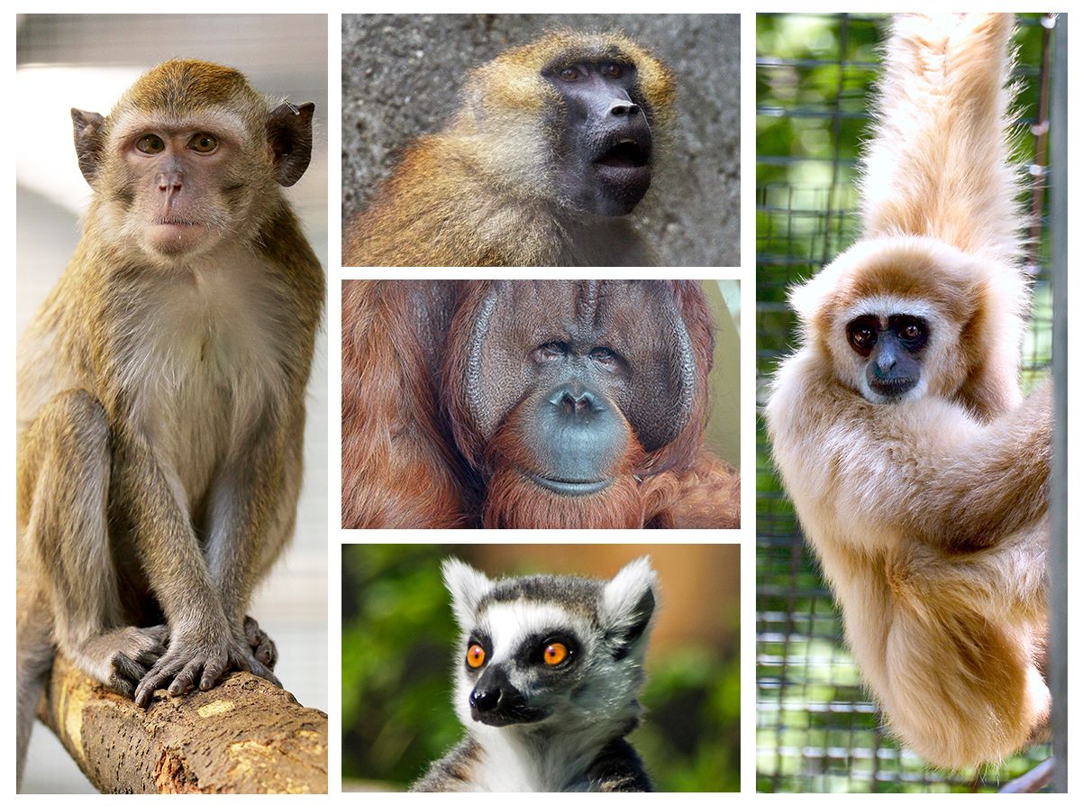 Types Of Monkeys Names