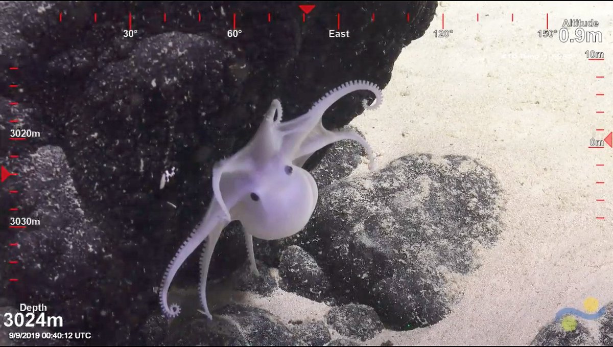 Casper octopus: the ghost-like cephalopod lives at a depth of 4,000 ...