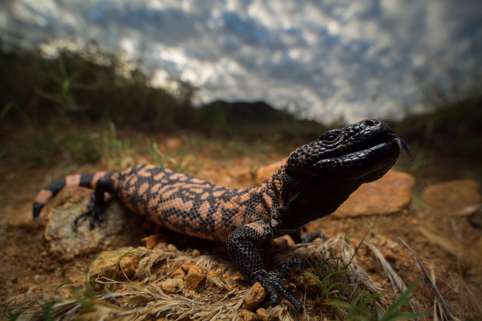 Gila Monster Venom Gland