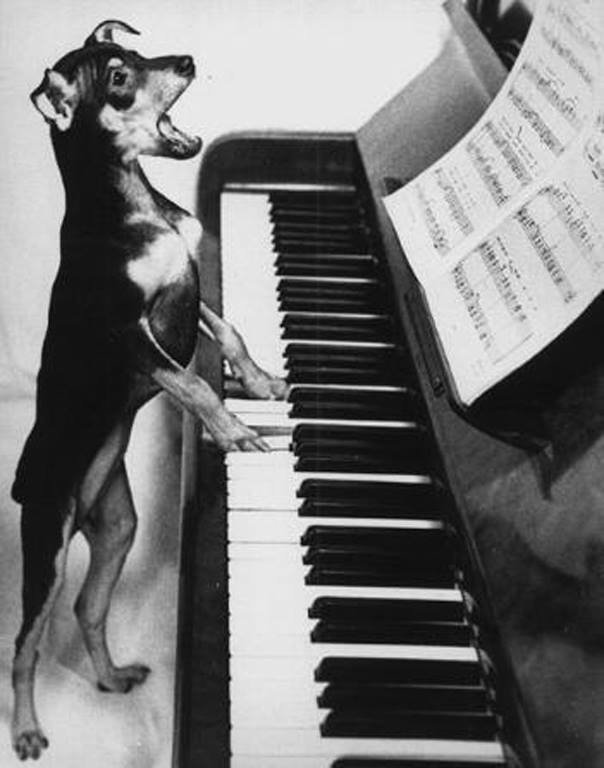 Animal Playing Piano