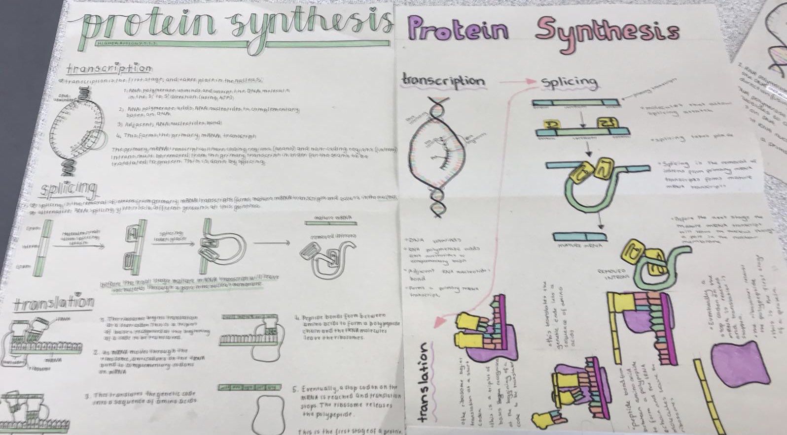 Woodfarm High School on Twitter: "Dr Hadfield’s Higher Biology class produced some beautifully ...