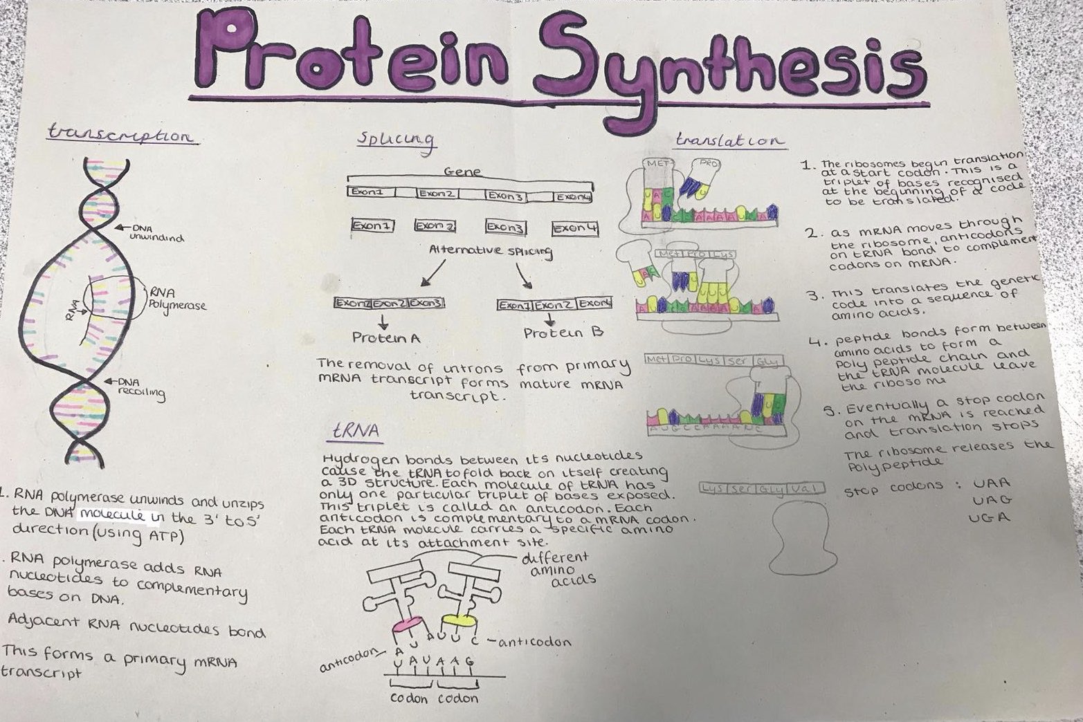 Woodfarm High School on Twitter: "Dr Hadfield’s Higher Biology class produced some beautifully ...