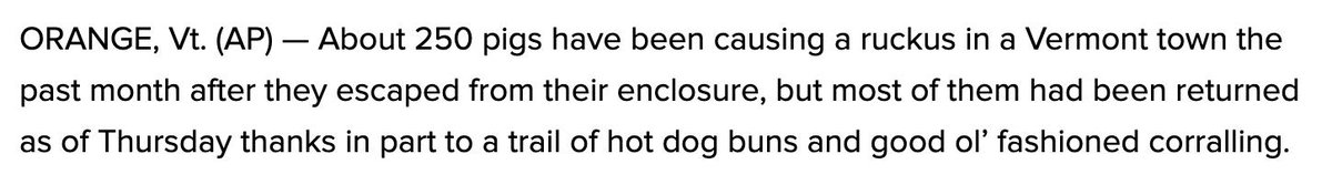 Harrison Lemke on Twitter: "the distinguishing feature between a pig and a hog is whether or not ...
