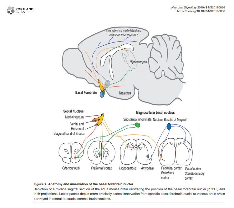 Nucleus Basalis Mouse