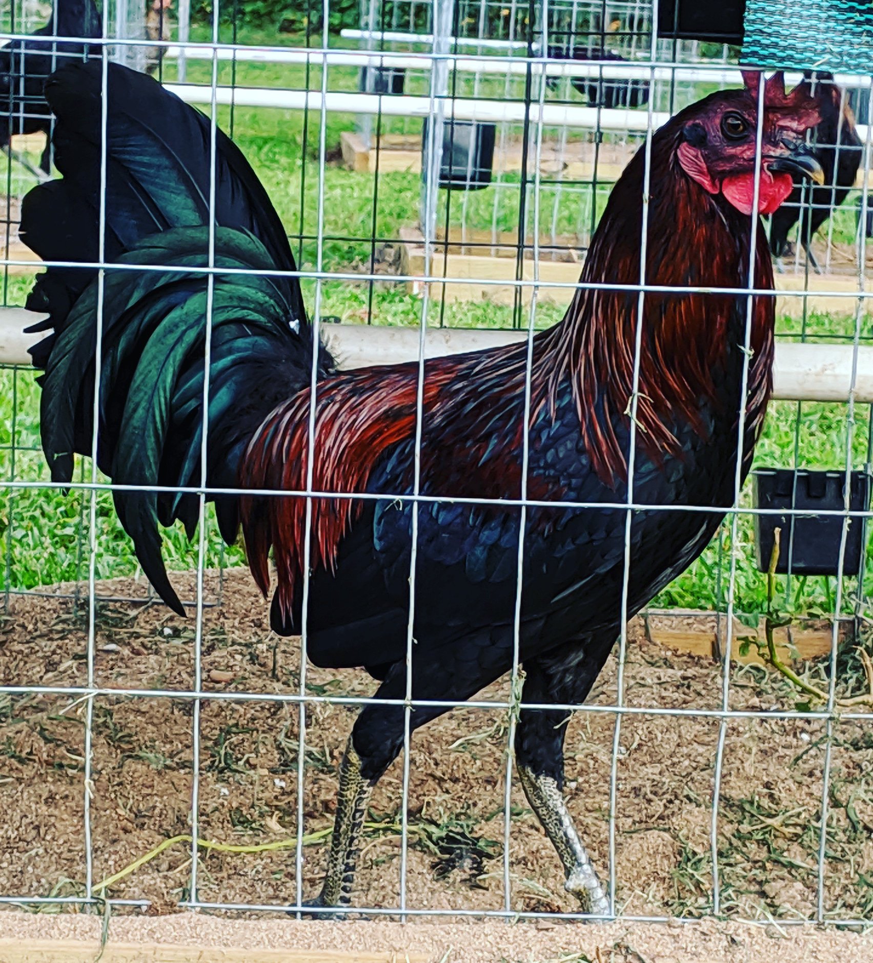 Black Gamefowl Breeds