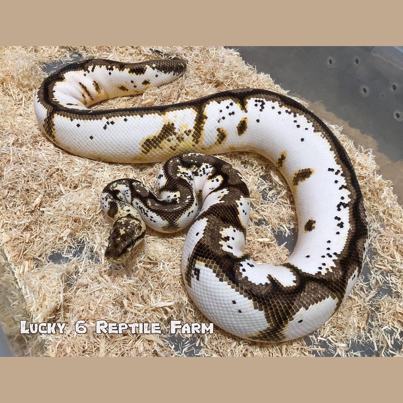 Living Art Reptiles ™ on Twitter: "Nice! :-) Calico Bee Ball Python (Python regius). Photo ...