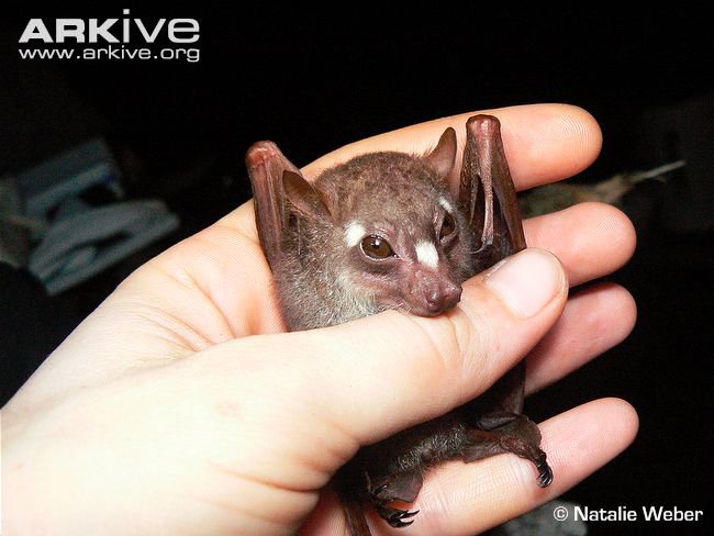 Vampire Bats Arkive
