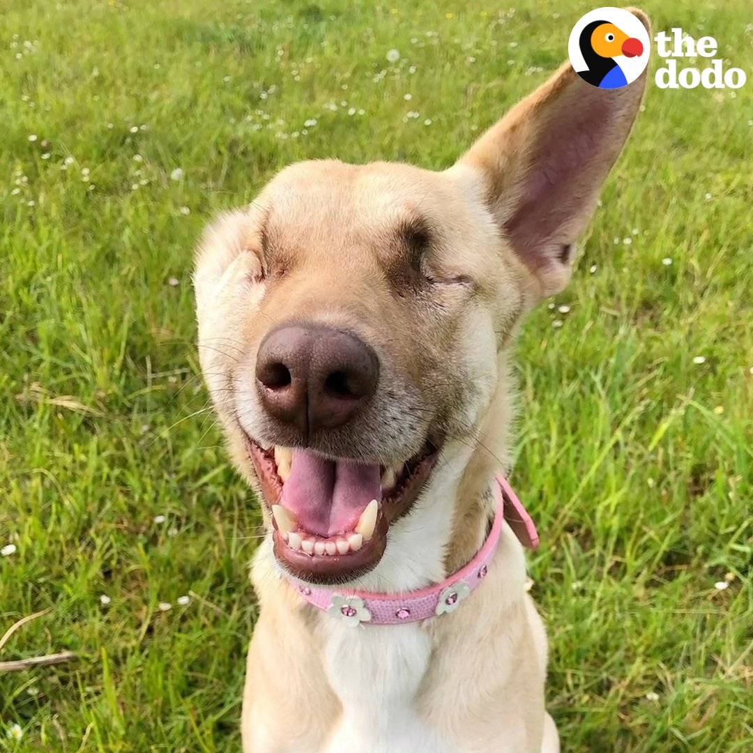 Dogs live 1000% in the present 😍 The Dodo @dodo