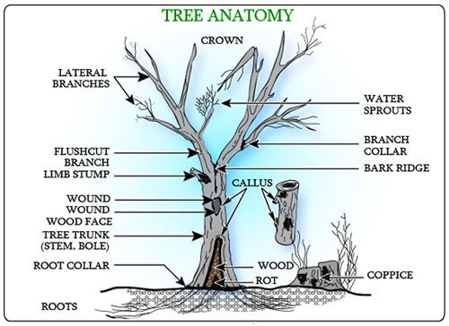 Diagram Of A Tree Bole