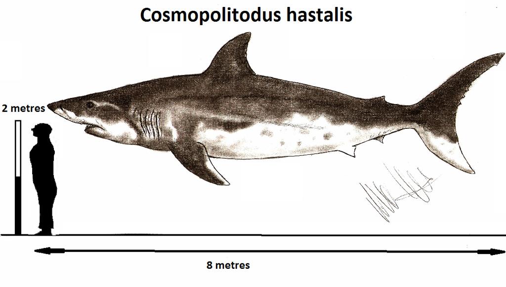 Isurus Hastalis