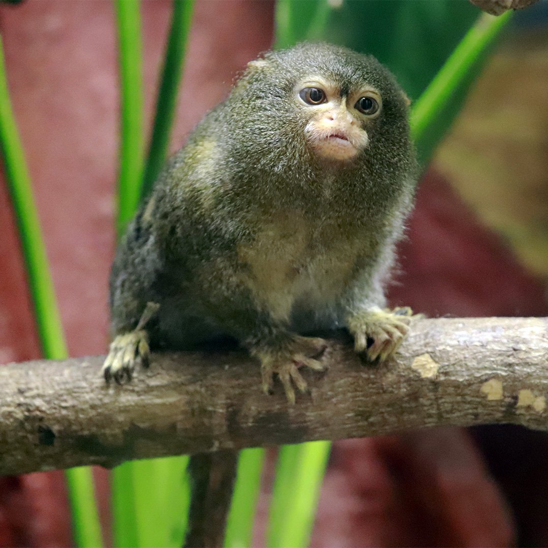 Albino Pygmy Marmoset Monkey