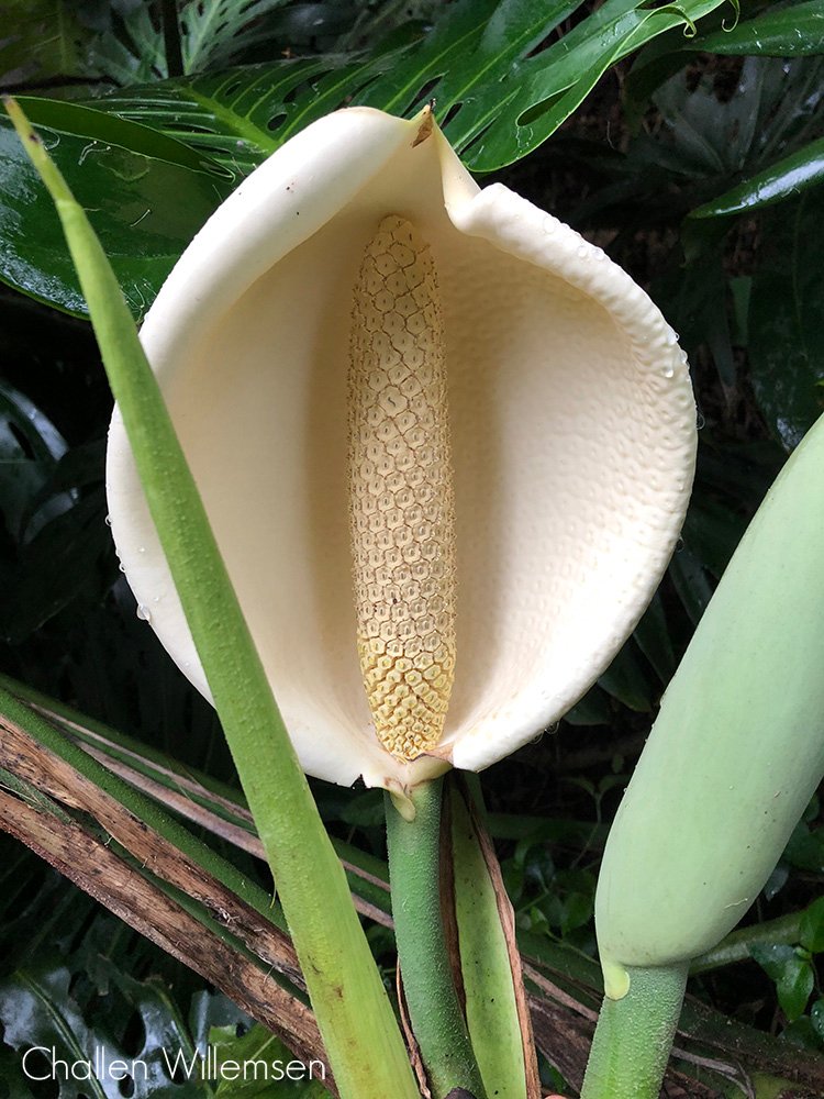 Inflorescence Spadix