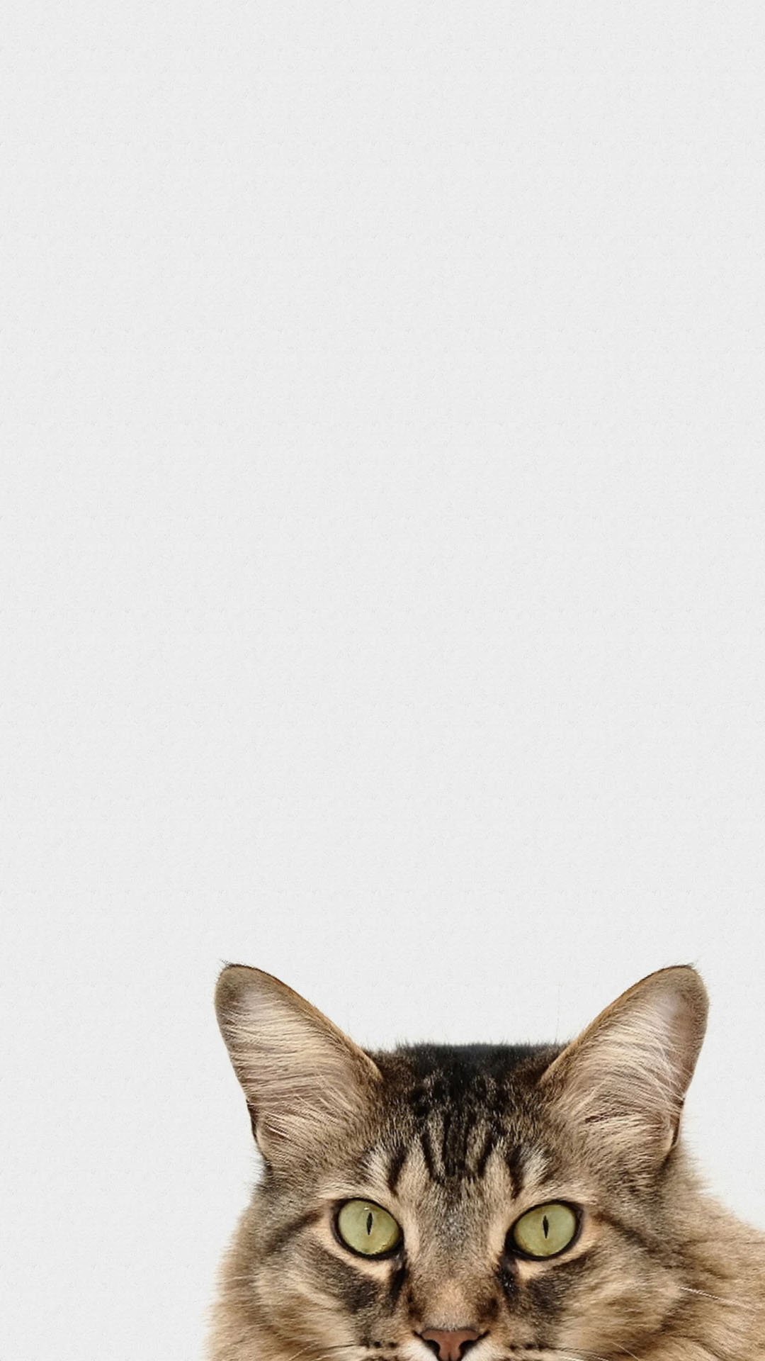 Cat Tumblr Backgrounds