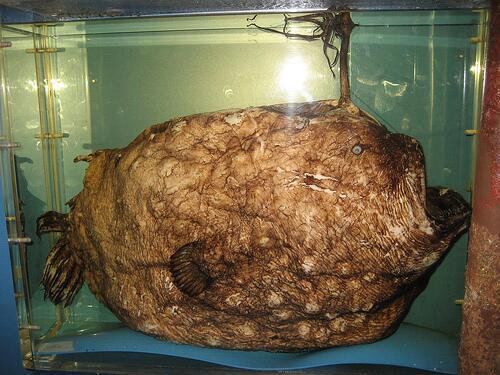 Atlantic Football Fish