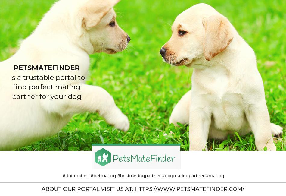 petsmatefinder (@petsmatefinder) | Twitter