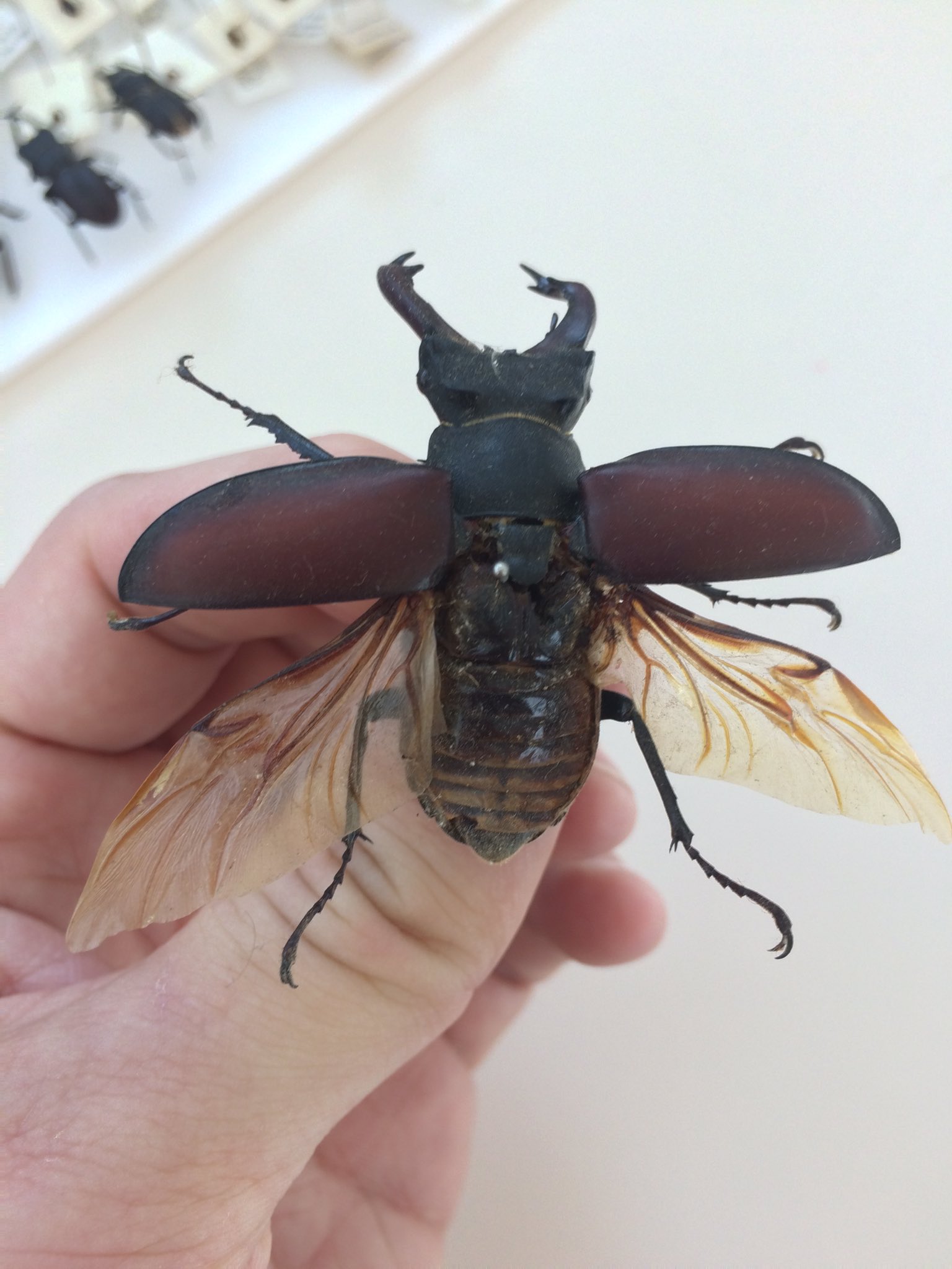 Stag Beetle Wings Stag Beetle Lucanus Cervus Realistic Illustration