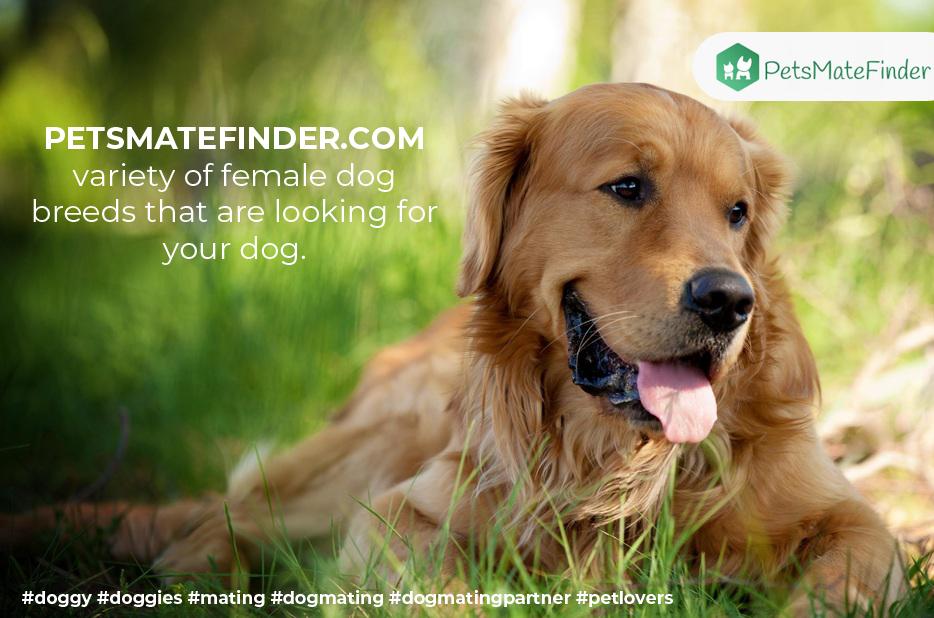 petsmatefinder (@petsmatefinder) | Twitter