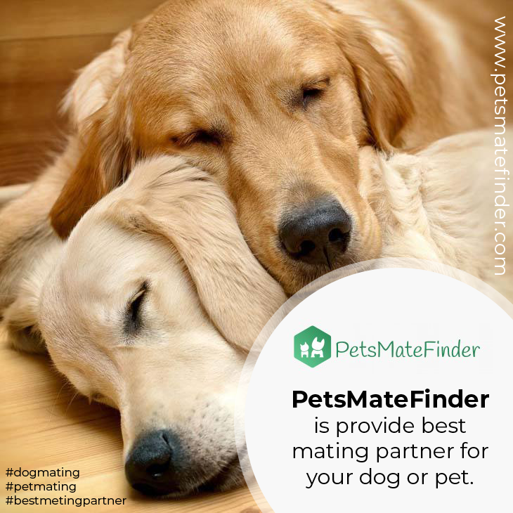 petsmatefinder (@petsmatefinder) | Twitter