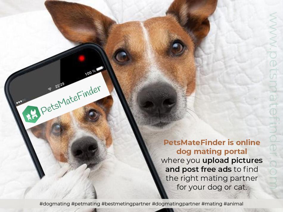 petsmatefinder (@petsmatefinder) | Twitter