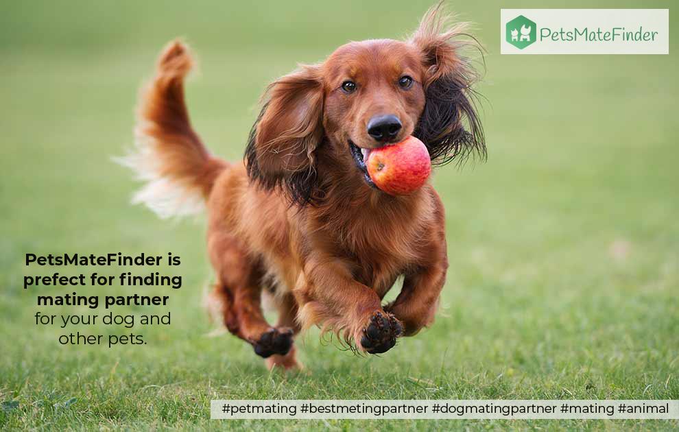 petsmatefinder (@petsmatefinder) | Twitter