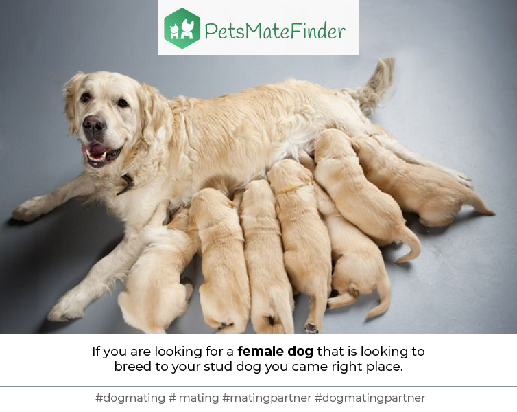 petsmatefinder (@petsmatefinder) | Twitter