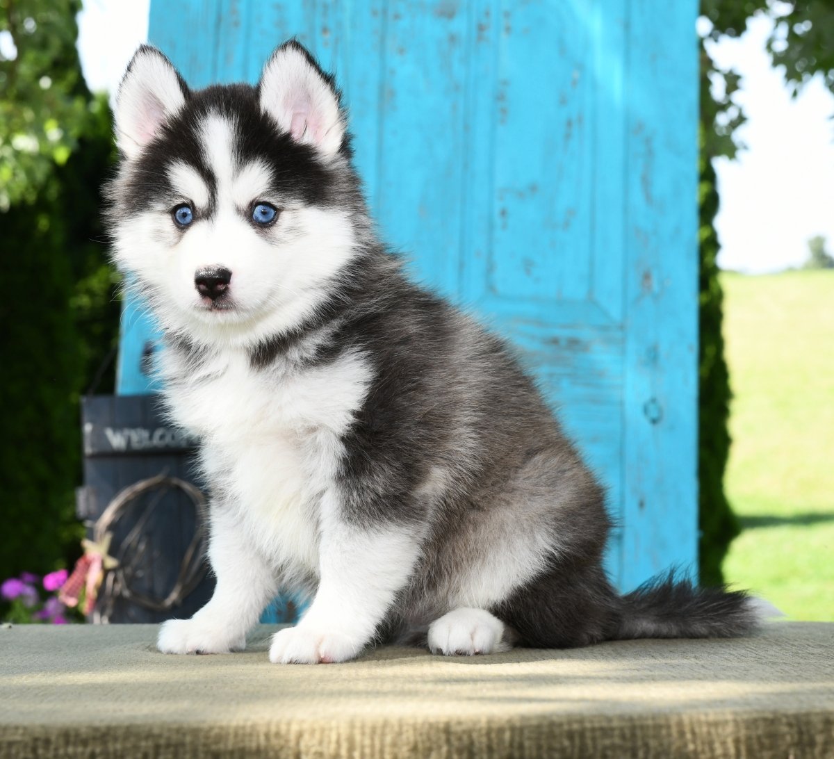 Pomsky 中文 - Asesores