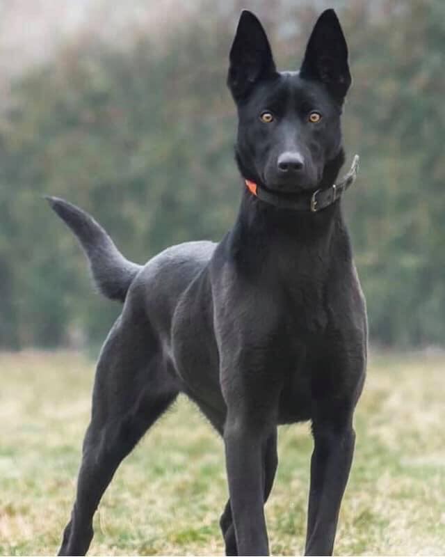 Black Dutch Shepherd Puppies