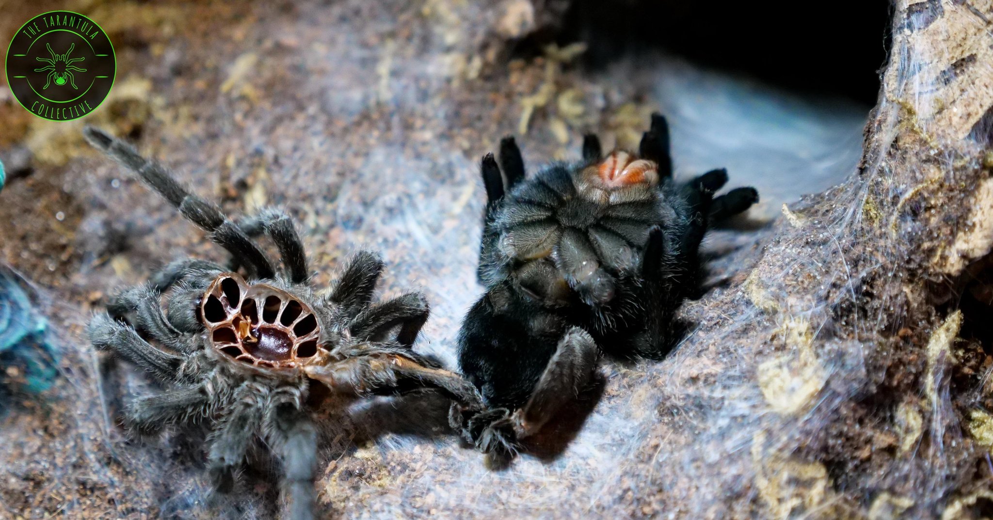 Tarantula Molting