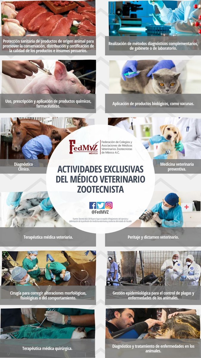 cuáles son las actividades que realiza un veterinario, Cómo trabajar en ...
