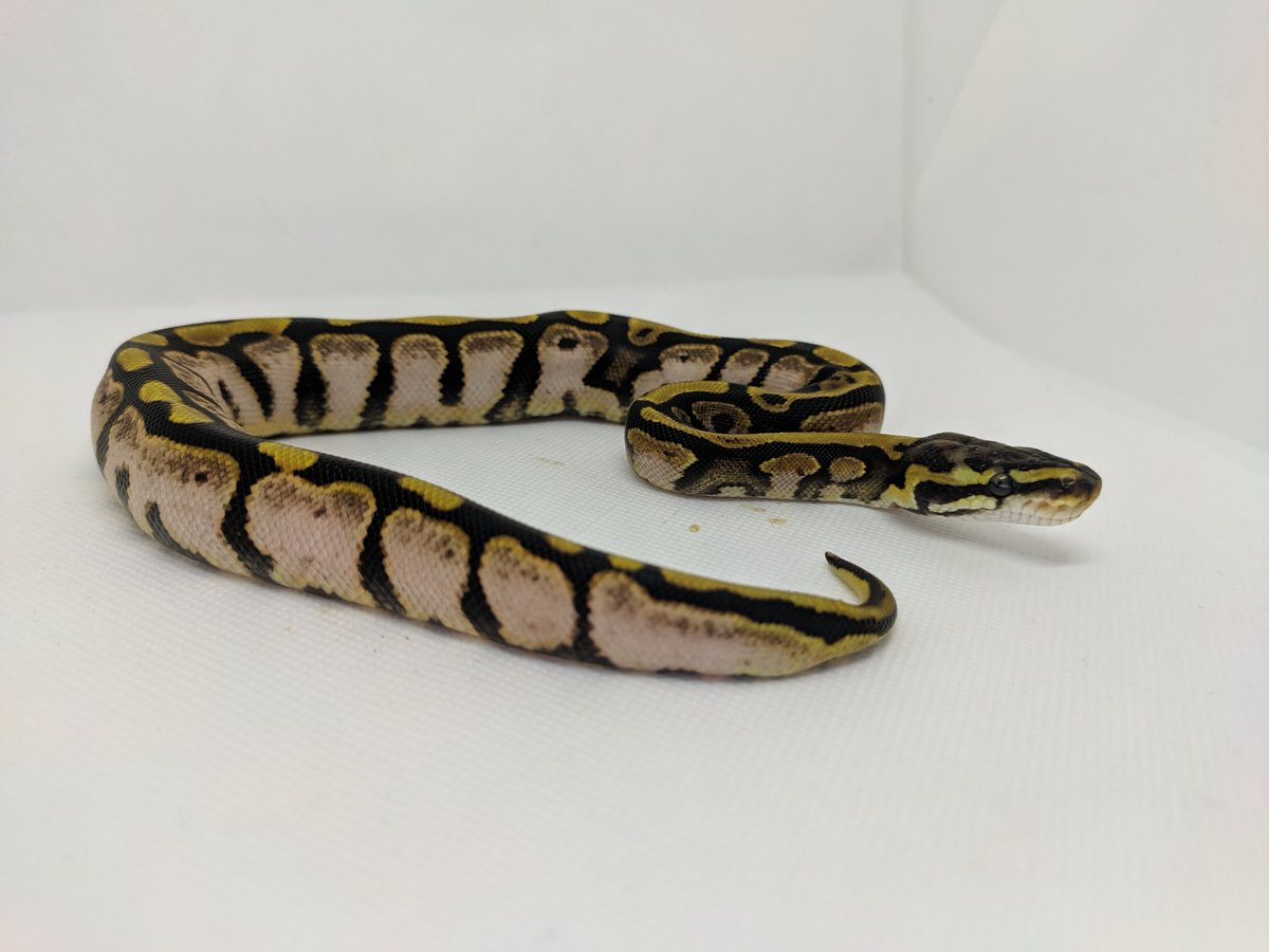 Het Albino Ball Python Markers
