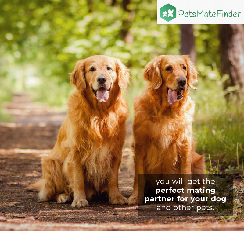 petsmatefinder on Twitter: "Now it's time to draw a portrait of an ideal mating partner that ...