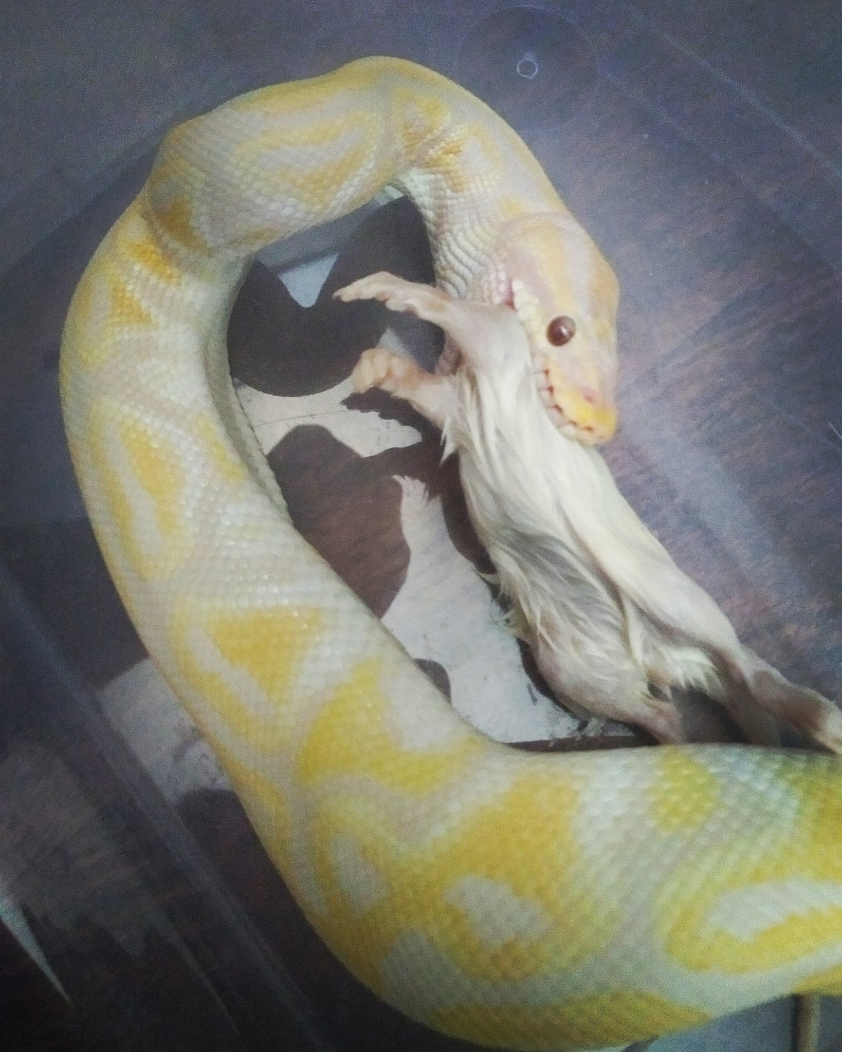 Mara's Pythons on Twitter: "Noodle upgraded unlocked: small rats. #ballpythons https://t.co ...