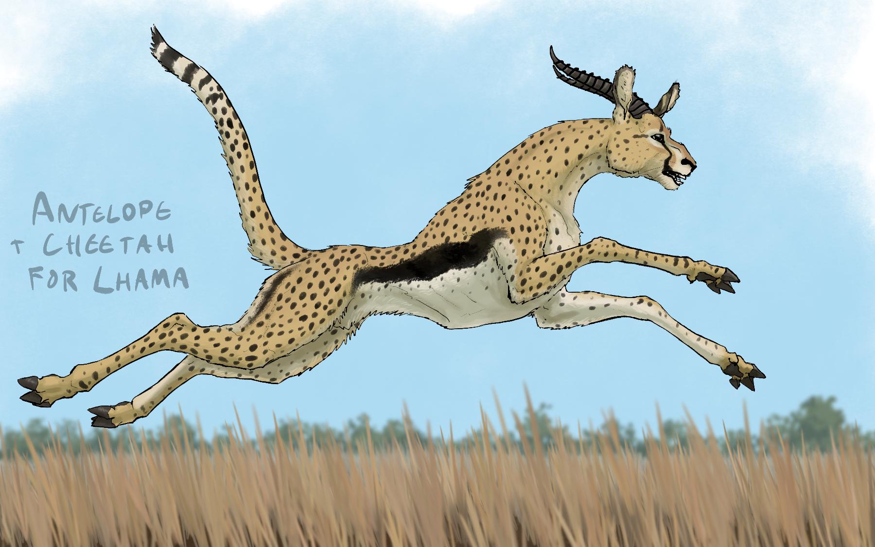Cheetah Chasing Gazelle Drawing