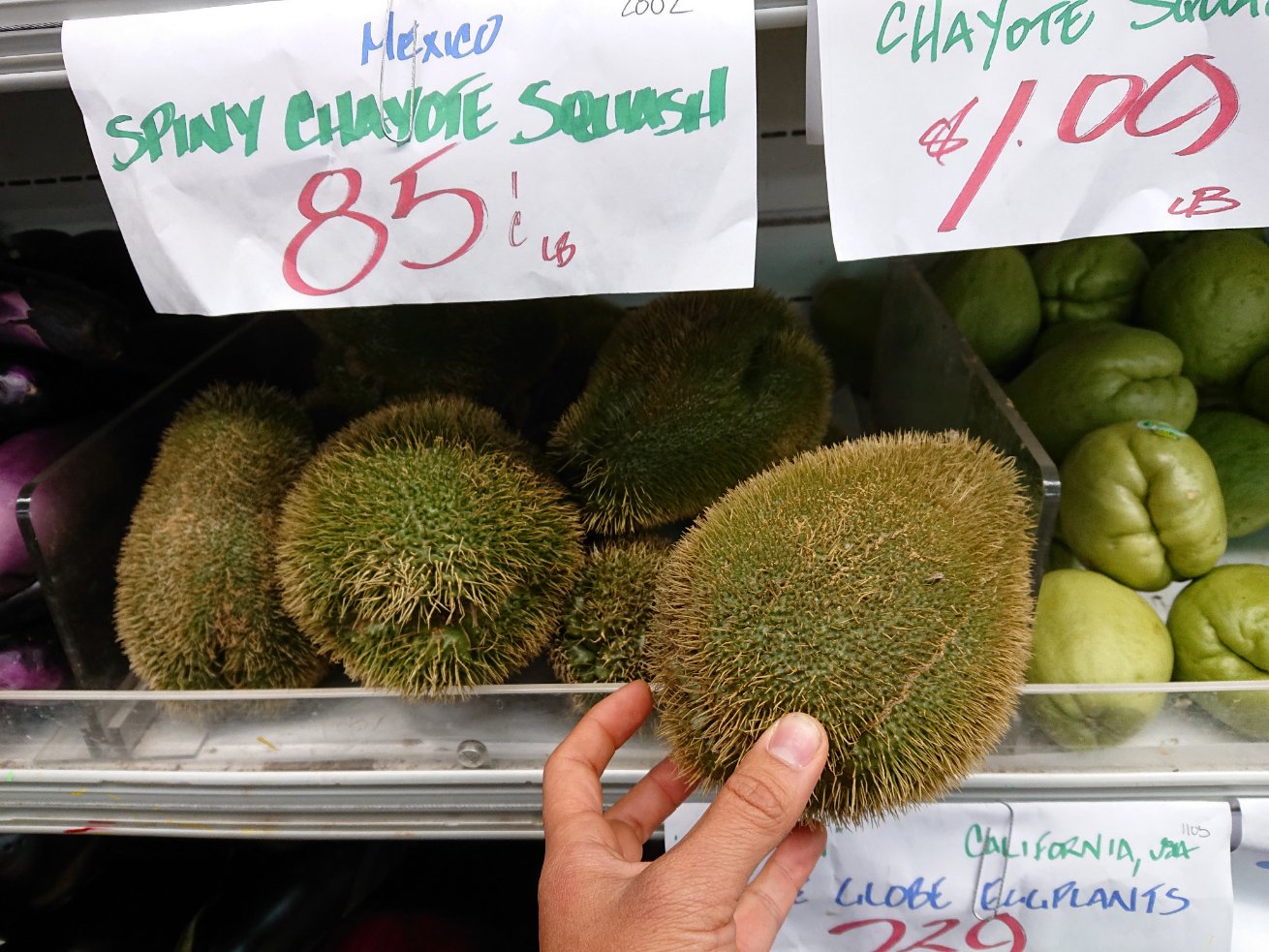 Spiny Chayote