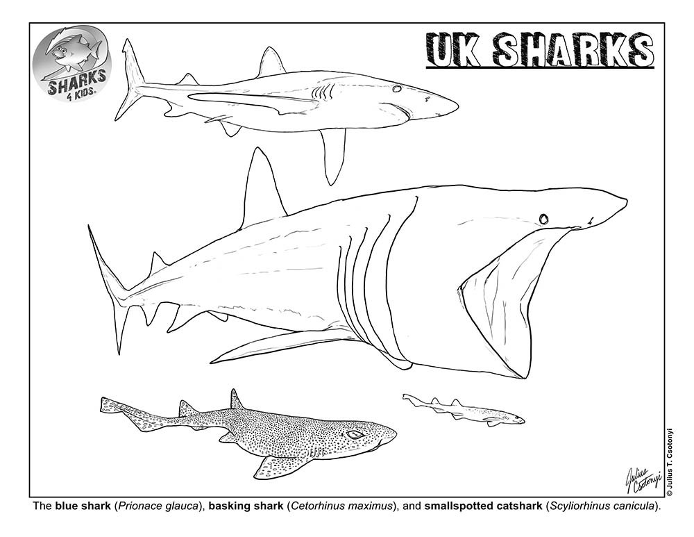 Basking Shark Coloring Pages