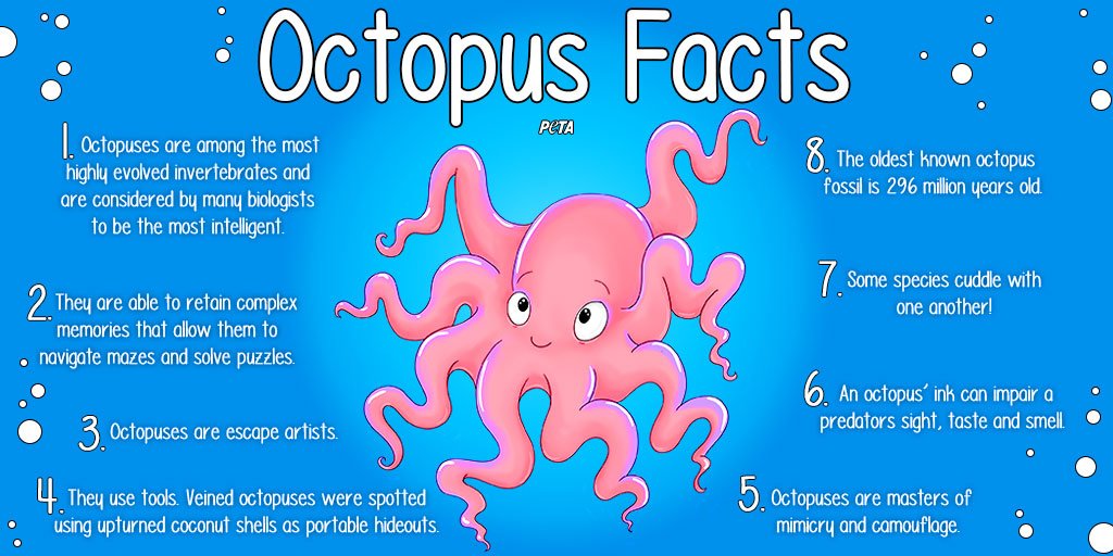 Octopus True Facts Octopus Animal Facts Octopus Vulgaris A Z