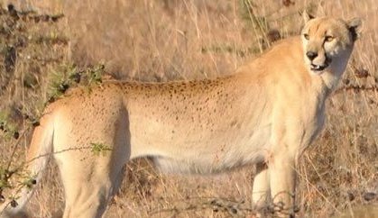 heartspark ///BLM///ACAB on Twitter: "New fursony! Shes a ticked cheetah! Still messing with her ...